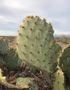 Where To Place Nopal tapon In Feng Shui? (Characteristics, Direction ...