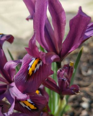 Iris 'J.S. Dijt' - PictureThis