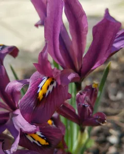 Cómo propagar una Iris 'J.S. Dijt'