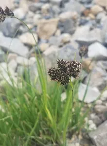 How to Prune Different-nerve sedge