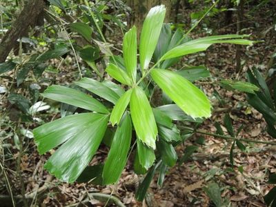 How to Grow and Care for Fishtail lawyer cane