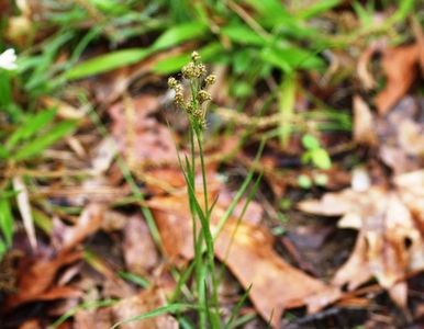 How to Grow and Care for Hedgehog woodrush