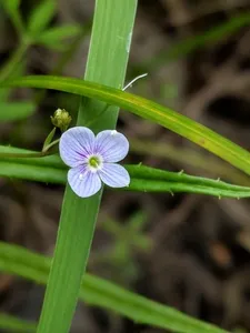 How to Prune Skullcap speedwell