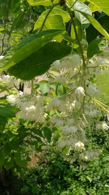 Small epaulette tree (Pterostyrax psilophyllus) Flower, Leaf, Care ...