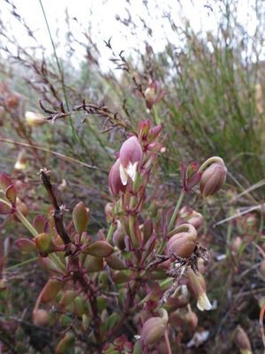 How to Grow and Care for Roepera