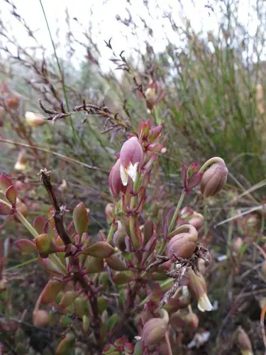 Roepera fulva Flower, Leaf, Care, Uses - PictureThis