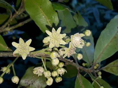 Pigeon wood - Hedycarya arborea (Taxonomy, Characteristics ...