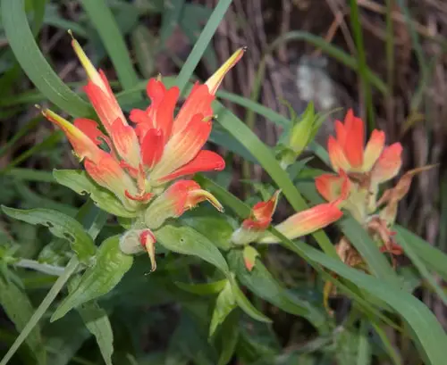 Castilleja austromontana 照顧，種植，繁殖，開花時間 - PictureThis