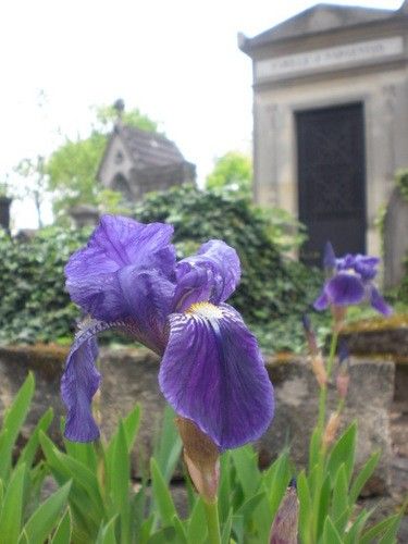 Is Bearded iris Poisonous