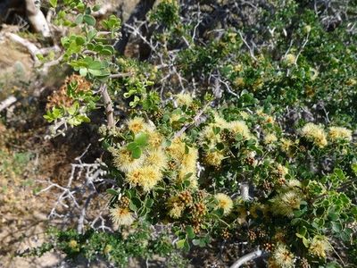 Dog poop bush (Ebenopsis confinis) - PictureThis