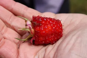 Rubus hawaiensisを植え替えるには？（理想的な時期、方法、その後の世話）