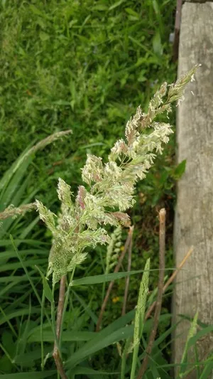 🍀 How to Grow and Care for Texas bluegrass
