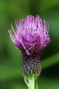 How to Propagate Japanese thistle