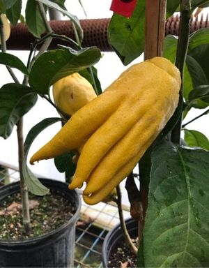 How to Grow and Care for Citron