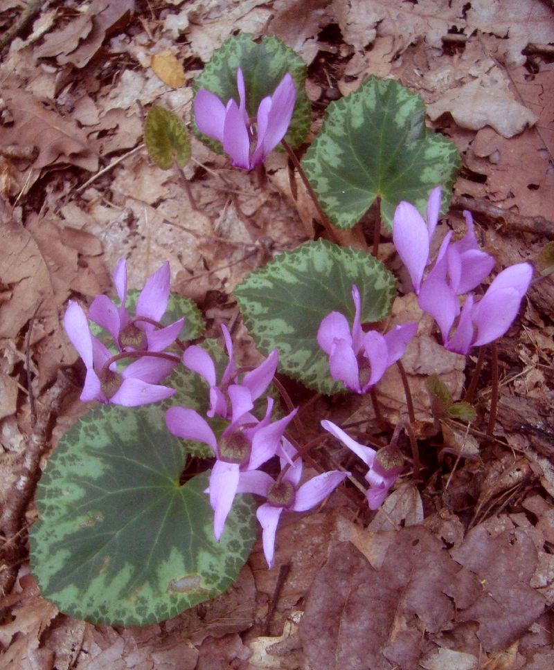 Is Alpine violet Poisonous