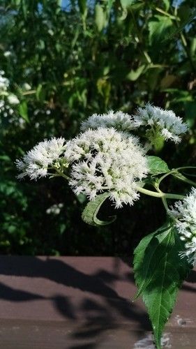 Austroeupatorium inulifolium - PictureThis