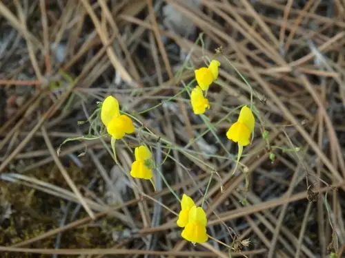 Baleo montesino (Linaria spartea) - PictureThis
