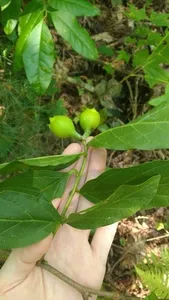 How to Propagate Buffalo nut