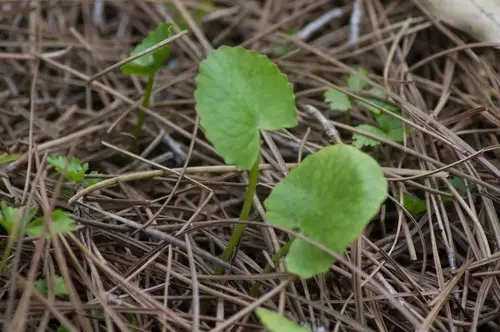 Centella erecta - PictureThis