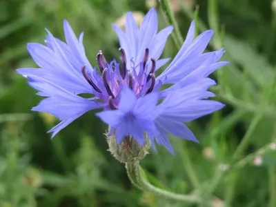 Planta De Centaurea Roxa Centáurea Centaurea Cyanus