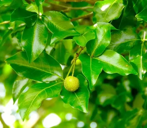Palo prieto (Piranhea mexicana) - PictureThis