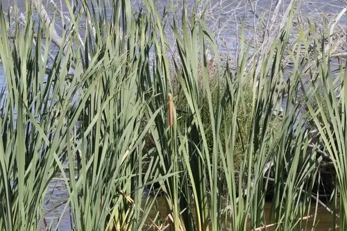 Typha orientalis - PictureThis