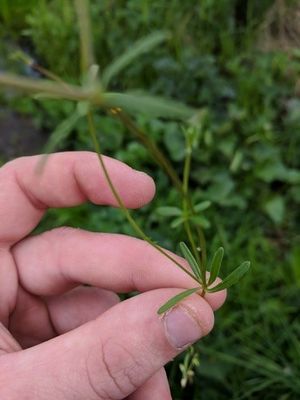 How to Grow and Care for Bluntleaf bedstraw