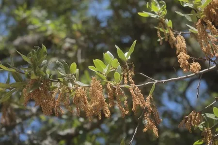 🍀 How to Grow and Care for Mexican oak