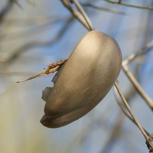 Cómo cultivar y cuidar una Talayote