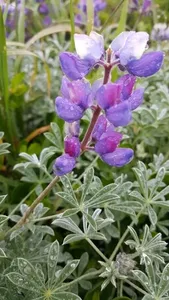 ¿Cómo se poda mi Lupinus albifrons var. collinus?