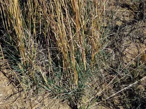 How to Transplant Digit grass? (Ideal time, Methods, and Post Care)