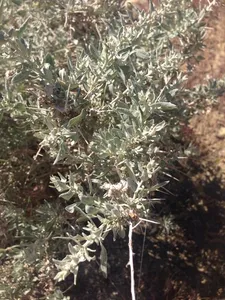 How to Transplant Spinescale saltbush? (Ideal time, Methods, and Post Care)