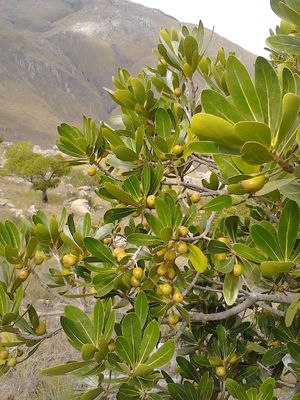 Tapia tree - Uapaca bojeri (Taxonomy, Characteristics, Distribution ...