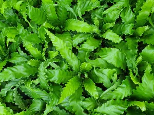 How to Propagate Japanese Bird's Nest Fern 'Osaka'