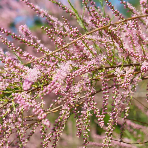 Pino salado (Tamarix ramosissima) - PictureThis