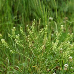 Virginia pepperweed - Lepidium virginicum (Taxonomy, Characteristics ...