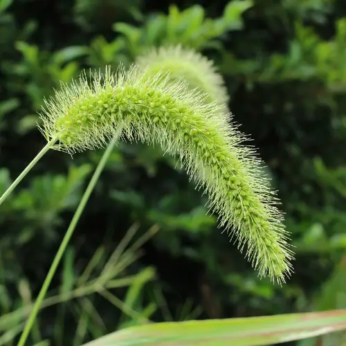 狗尾草 (Setaria viridis) 照顧，種植，繁殖，開花時間 - PictureThis