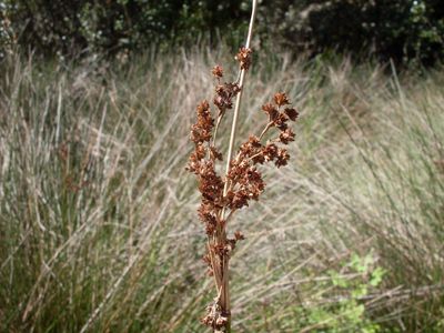 Pale rush (Juncus pallidus) - PictureThis