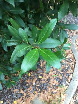 Laurel Rojo (Persea borbonia) - PictureThis
