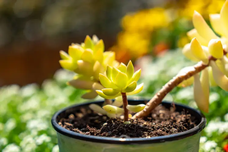 How to Plant and Grow Golden sedum(Sedum adolphii)