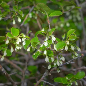 How to Choose and Buy Healthy Farkleberry