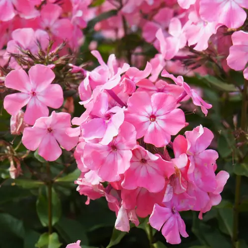 Phlox amplifolia - PictureThis
