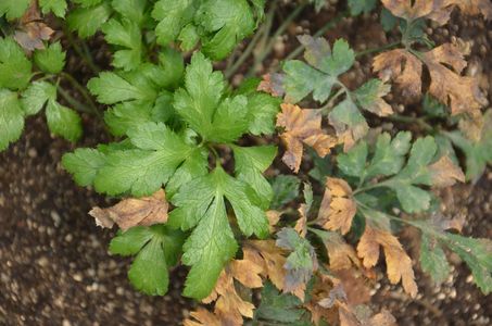 Hilo de oro chino - Coptis chinensis (Taxonomía, Características ...