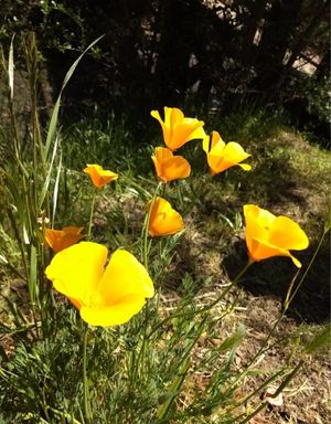 How to Grow and Care for Tufted poppy