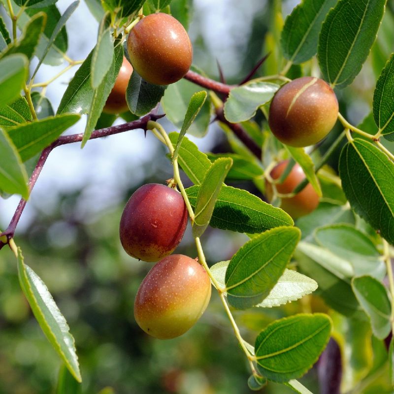 What Are Common Jujube Problems & Solutions?