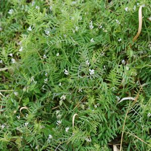 How to Grow and Care for Tiny vetch
