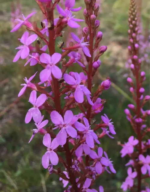 Stylidium graminifolium - PictureThis