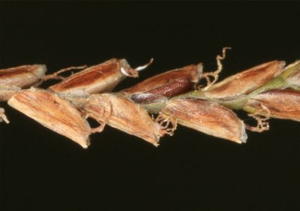 Slender cyperus (Cyperus distans) - PictureThis