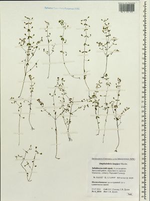 Omphalotrix longipes - PictureThis