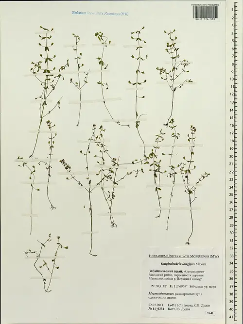 Omphalotrix longipes - PictureThis
